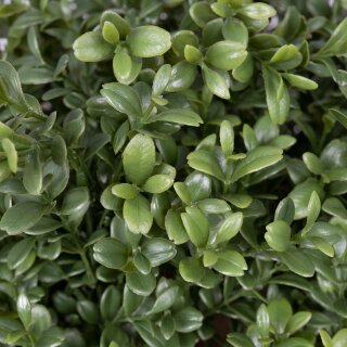 Große Auswahl an Kunstpflanzen